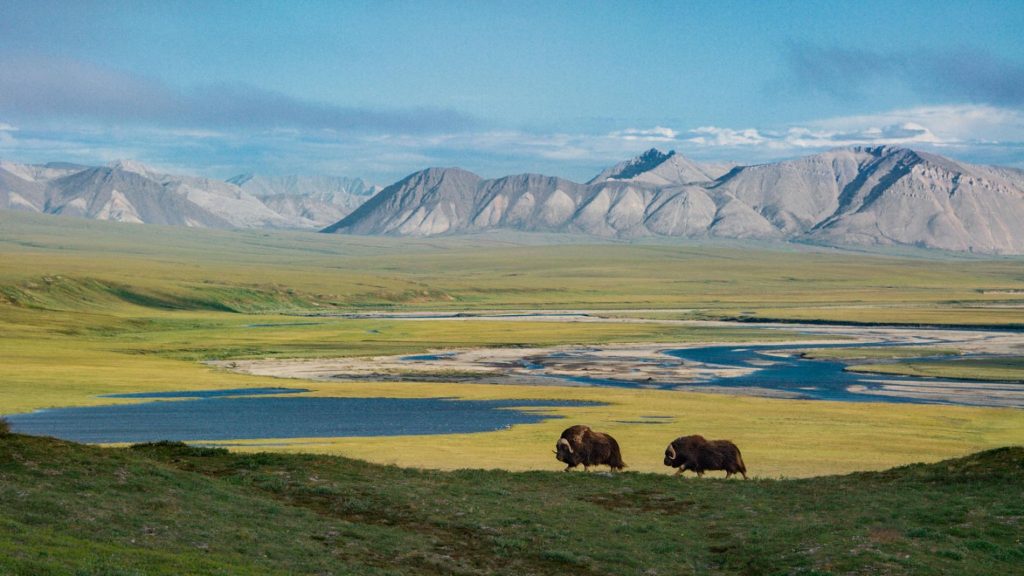 Arctic National Wildlife Refuge UPDATE (2/7/19) – Friends of Alaska ...