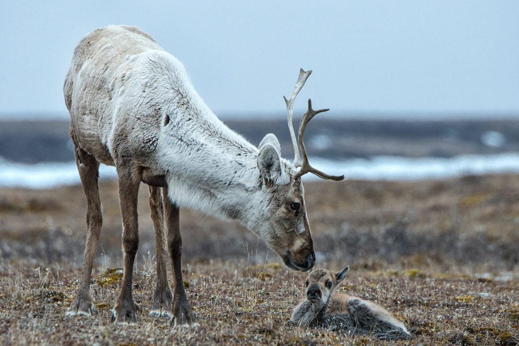2019 – April Advocacy Report – Friends of Alaska National Wildlife Refuges