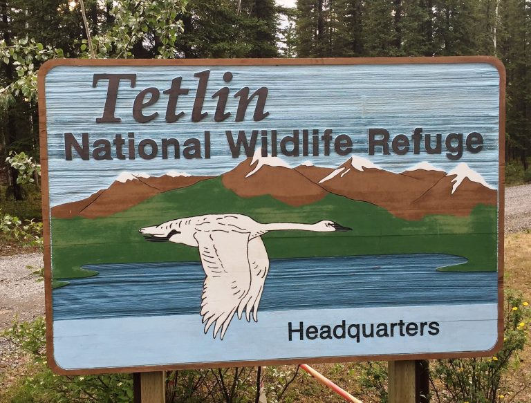 Tetlin Refuge’s Trumpeter Swans: A Comeback Story – Friends of Alaska ...