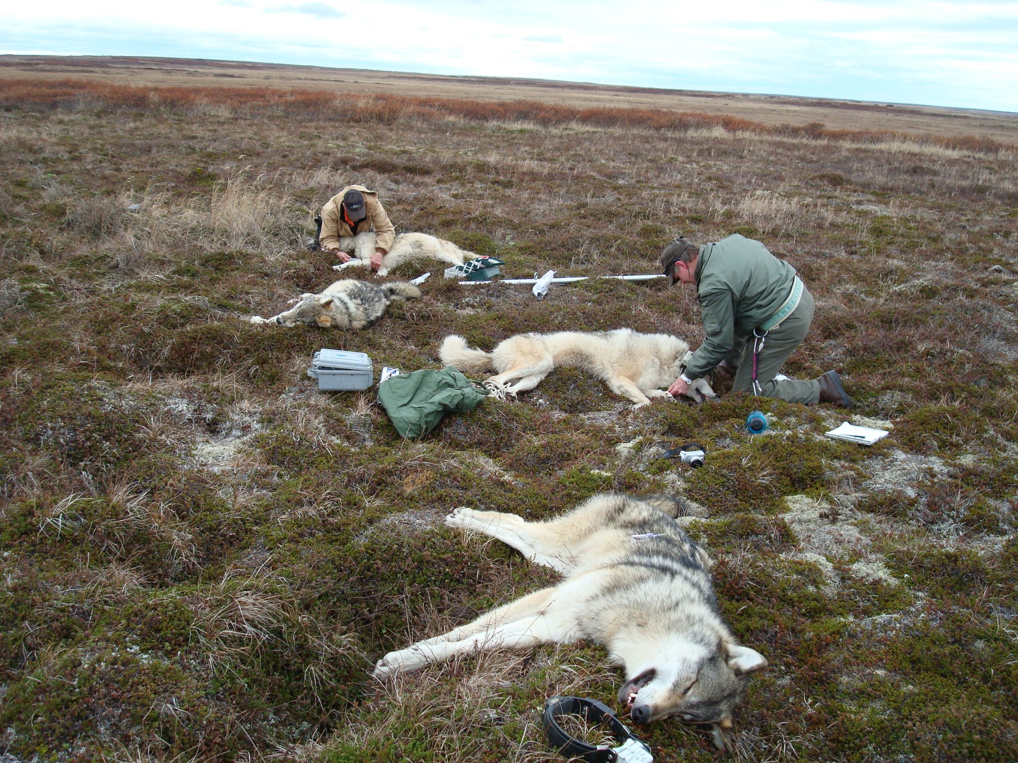 Can wolf predation be good for caribou? – Friends of Alaska National ...