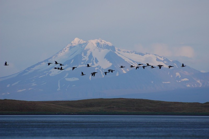 Refuges in the Time of Covid-19; Update – Friends of Alaska National ...