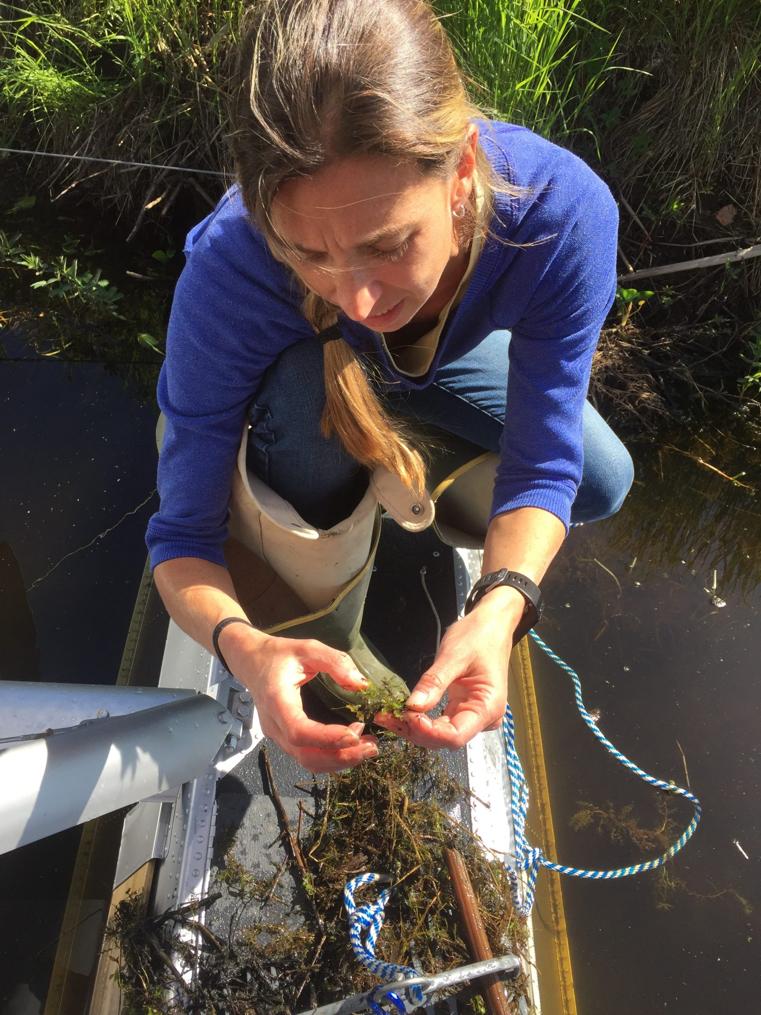 Hunting the Invasive Elodea in the Yukon Basin: You Can Help – Friends ...