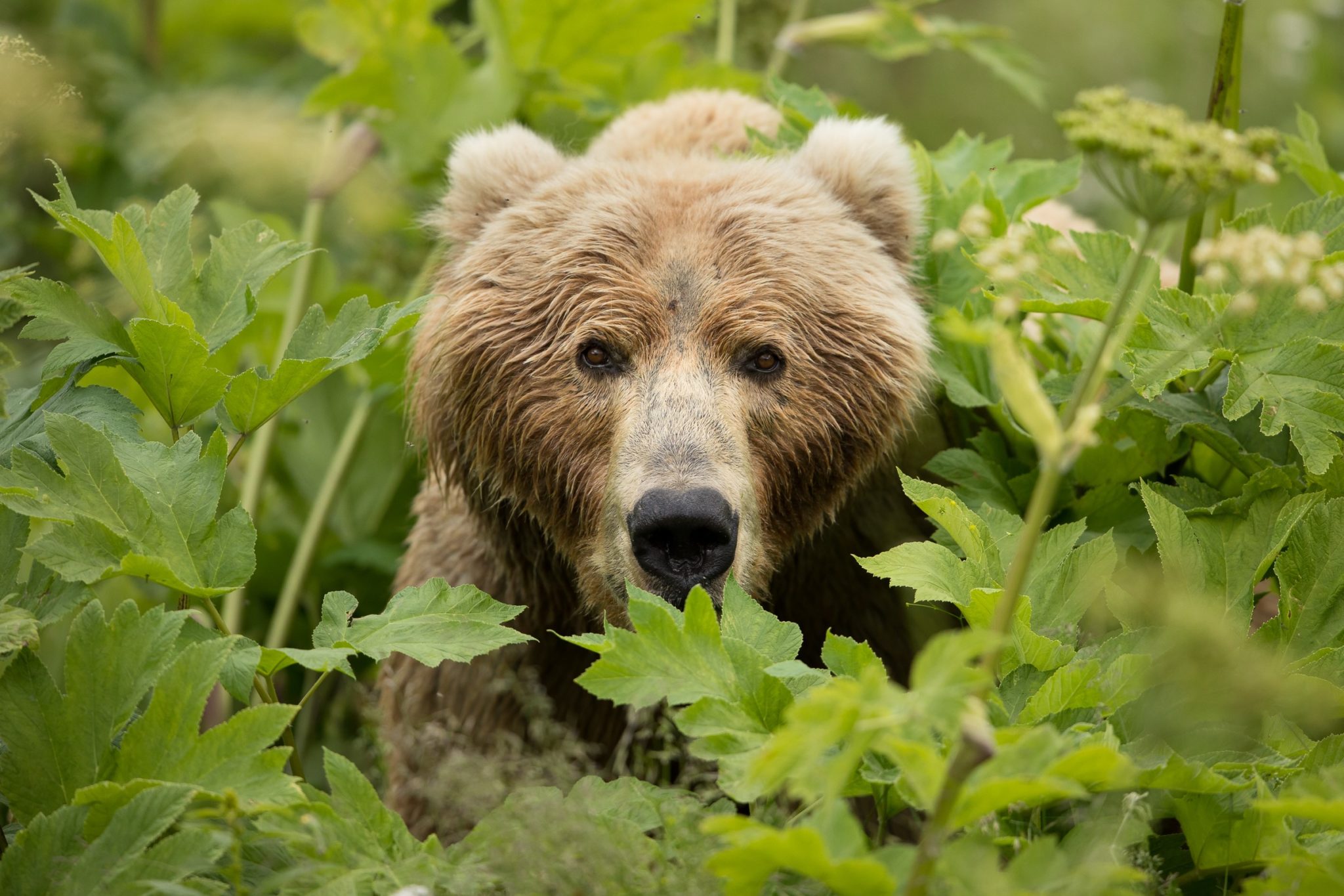 Bears, the Emerald Isle and Bear Biology in Kodiak National Wildlife ...