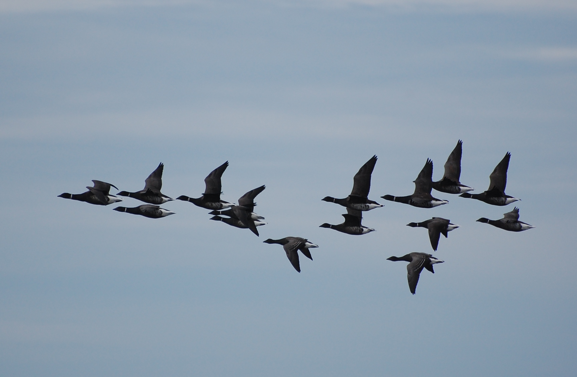 Life at the end of the continent: geese of Izembek Refuge. 9/20, 5pm ...