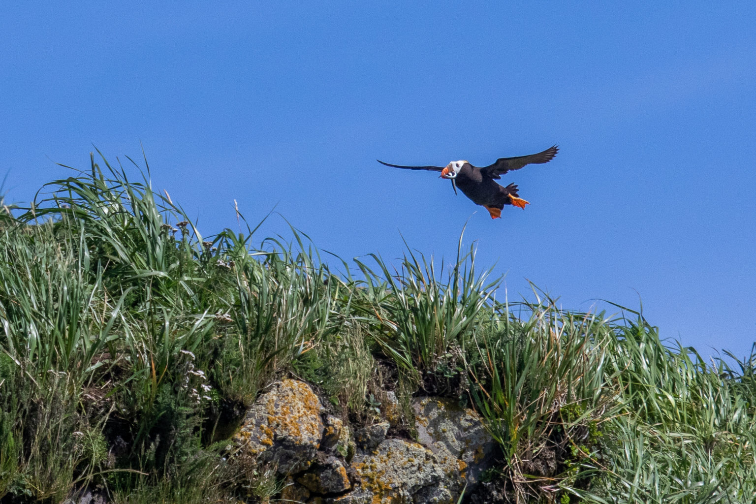 Tracking Puffins in the Kodiak Archipelago. 10/18, 5pm-6pm (AKDT ...