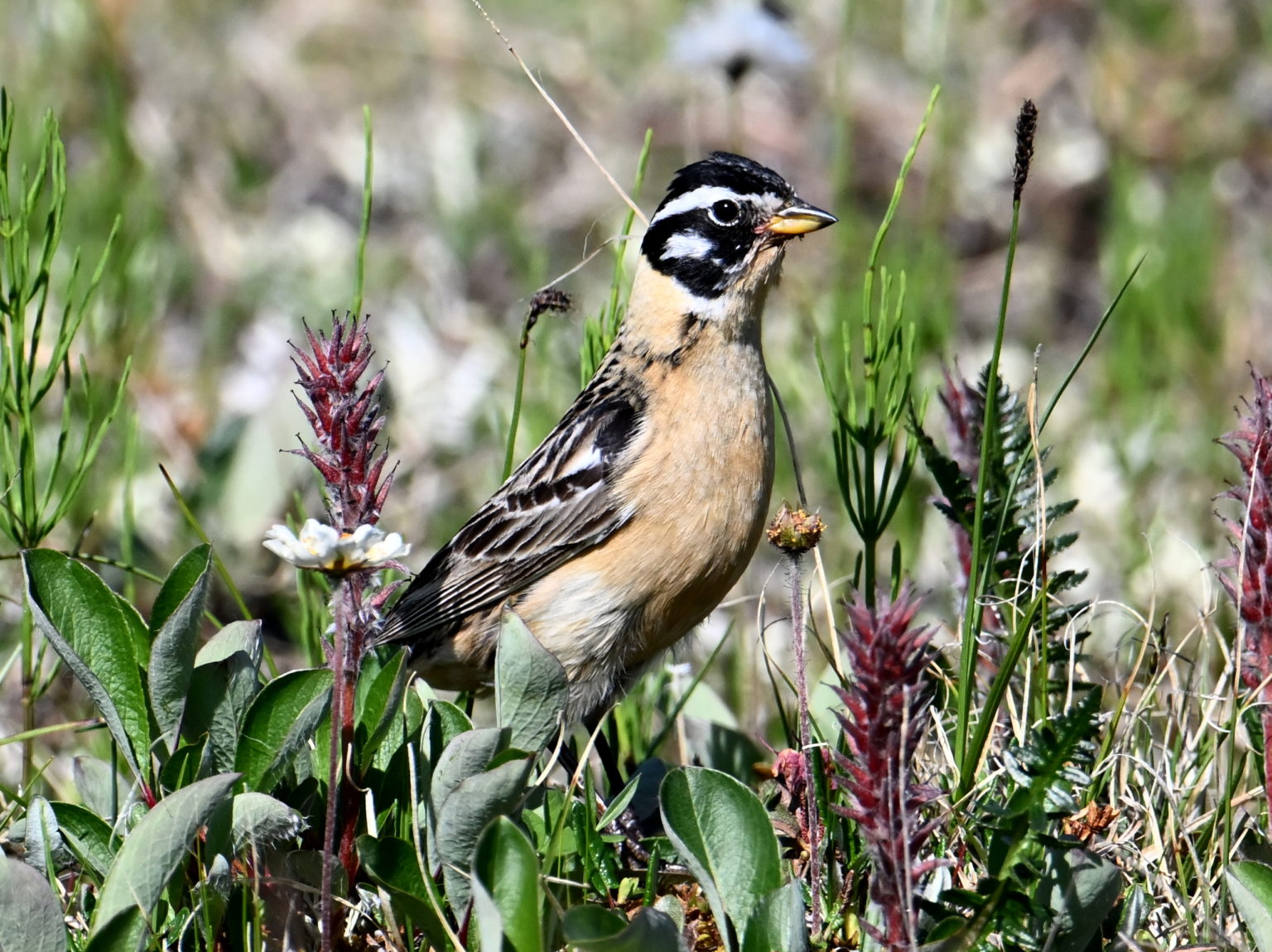 View Recording: Birding the Arctic National Wildlife Refuge with Bird ...