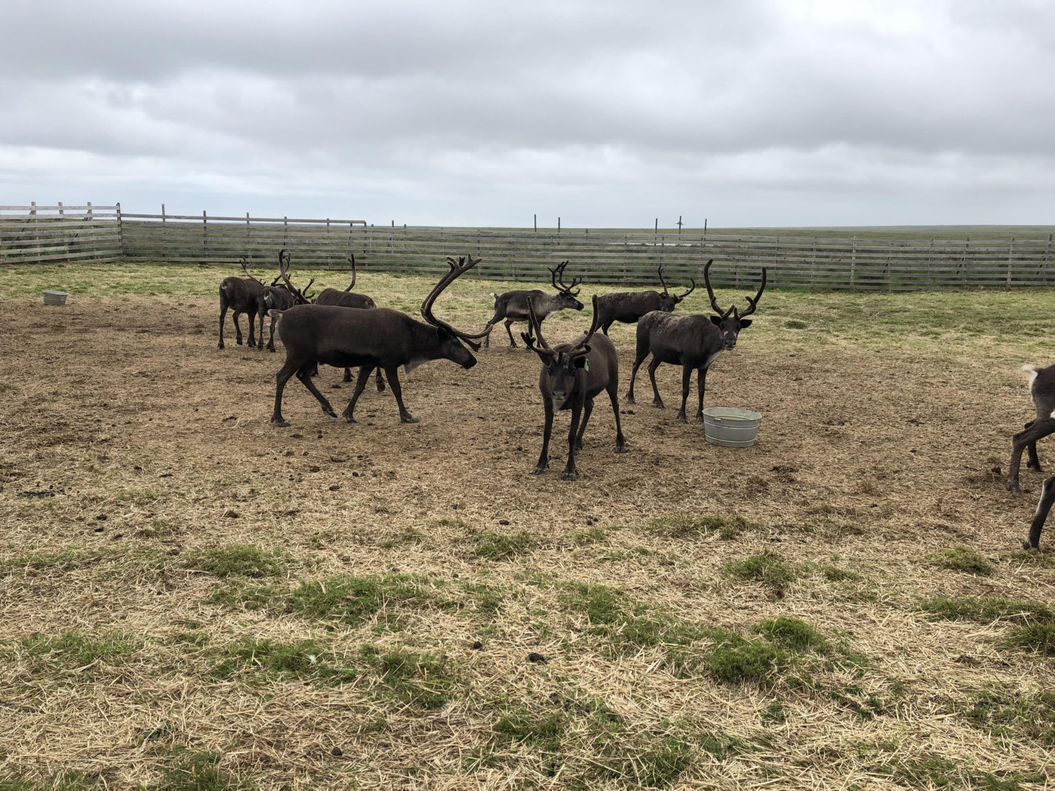 Nunivak Island: Home on the Range – Friends of Alaska National Wildlife ...