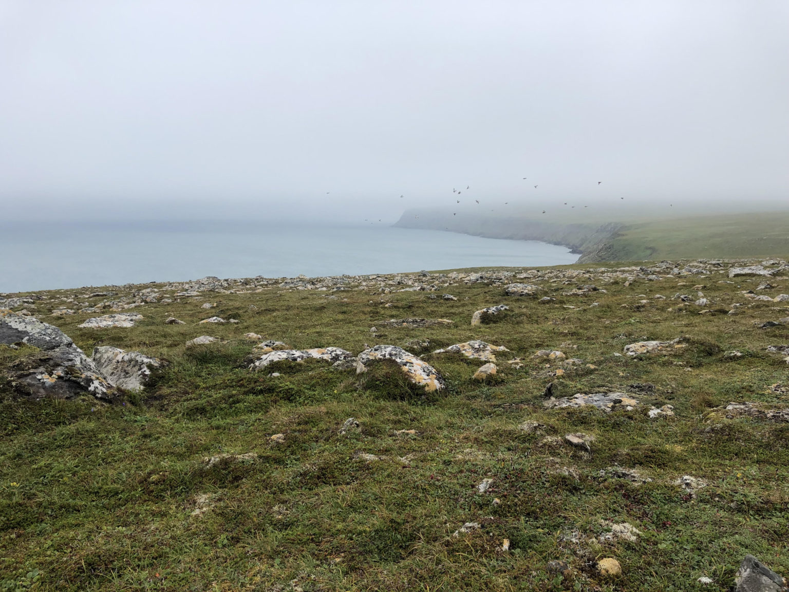 Nunivak Island: Home on the Range – Friends of Alaska National Wildlife ...