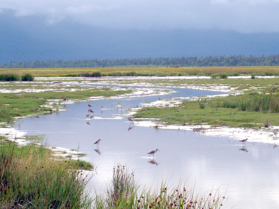 Chickaloon Flats: A Hidden Gem on the Kenai National Wildlife Refuge ...