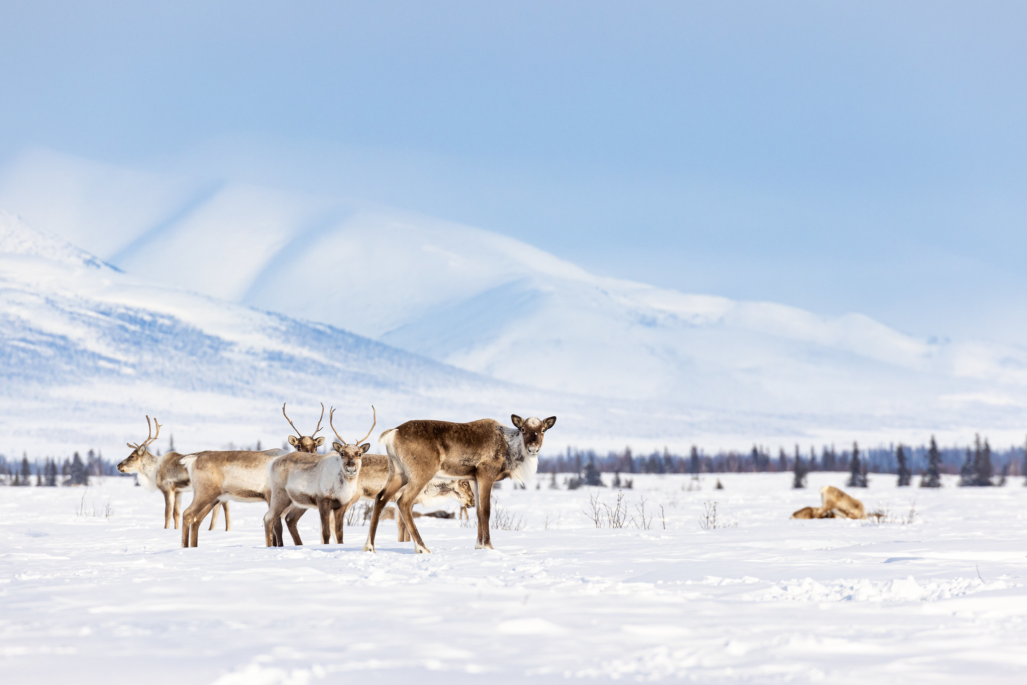 What is a Wildlife Refuge? – Friends of Alaska National Wildlife Refuges